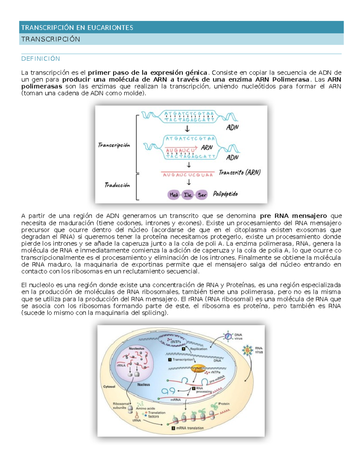 Transcripción en Eucariontes - TRANSCRIPCIÓN EN EUCARIONTES ...