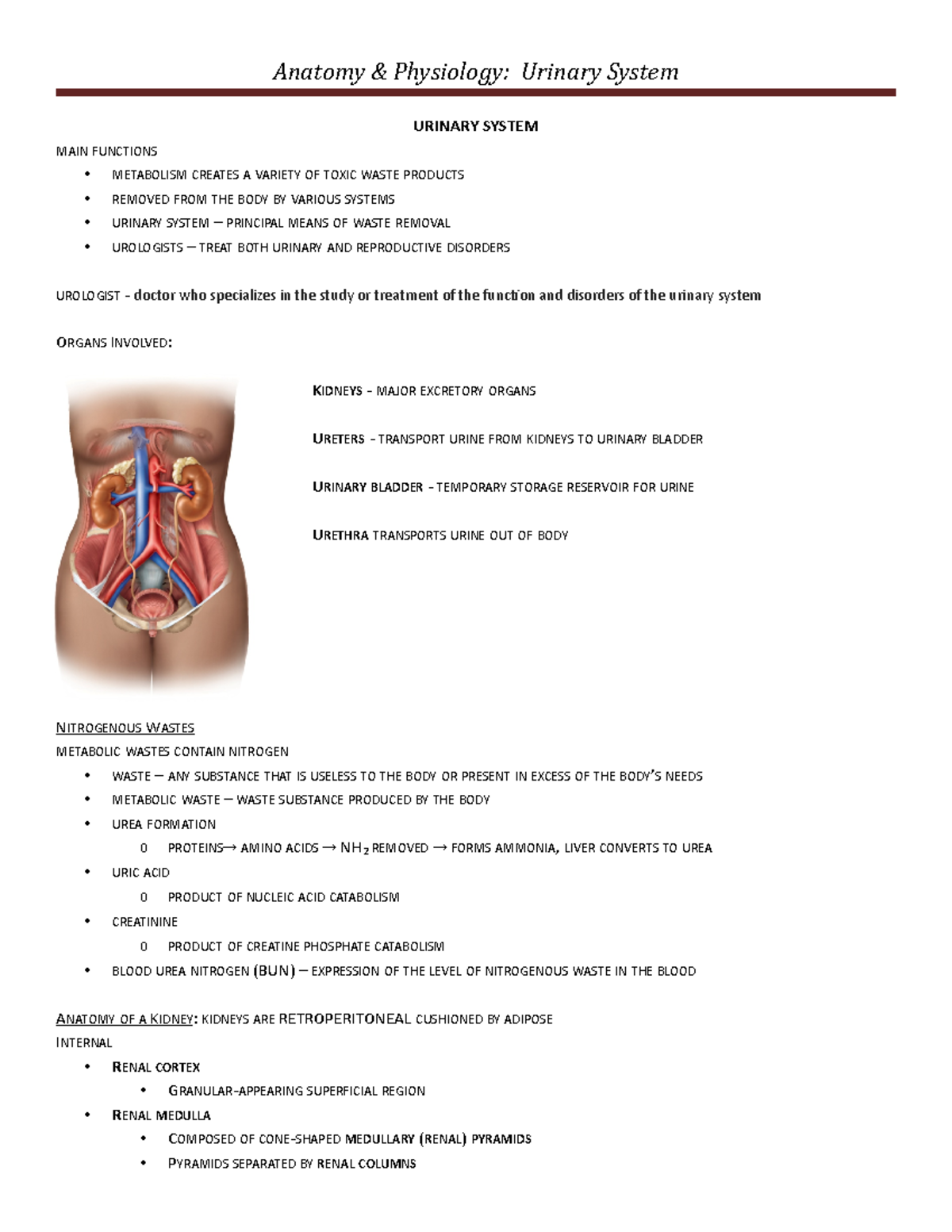 24. Urinary outline - URINARY SYSTEM MAIN FUNCTIONS METABOLISM CREATES ...