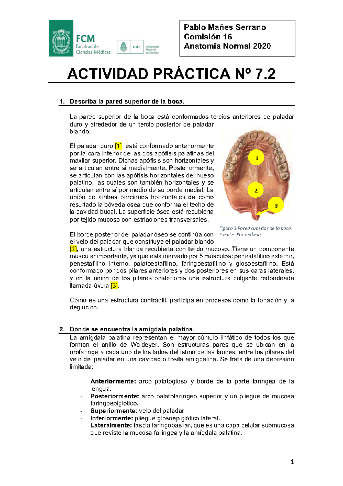 Actividad PRÁ Ctica Nº 7 - Warning: TT: undefined function: 32 Comisión 1 6 Anatomía Normal 2020 ...
