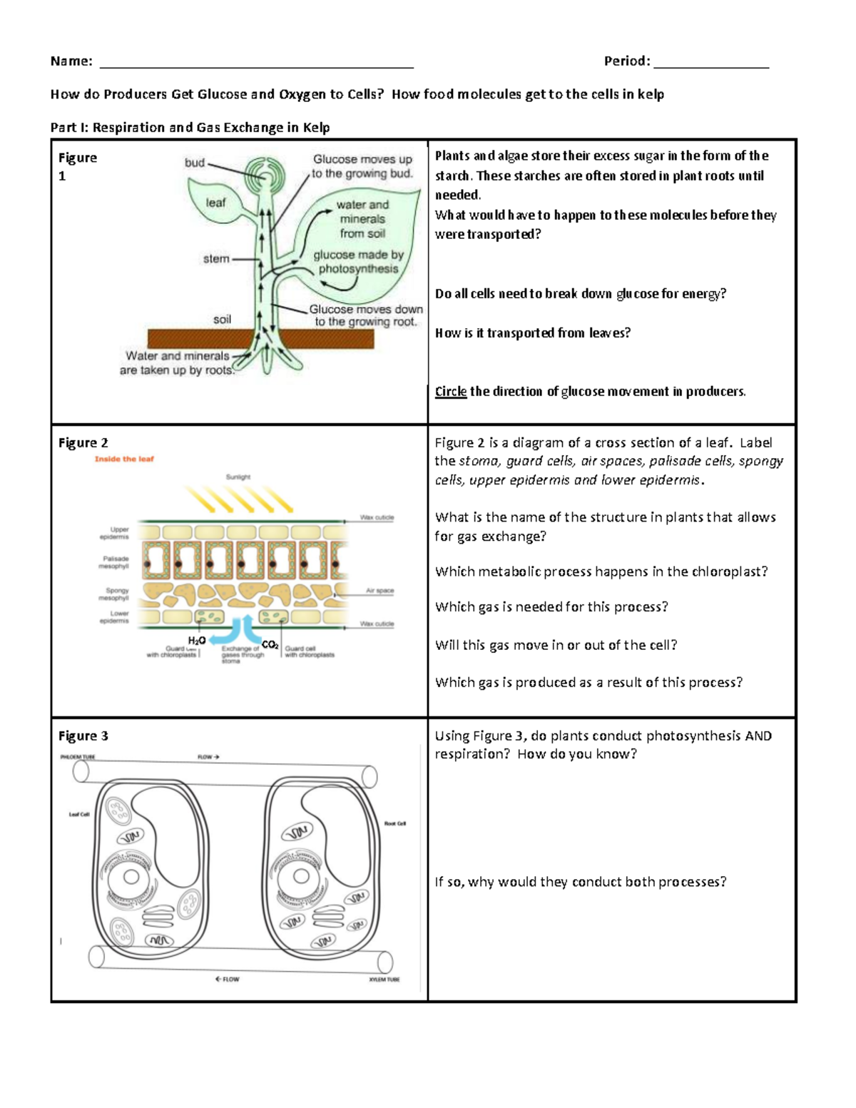 Delivering Oxygen to Cells - Name ...