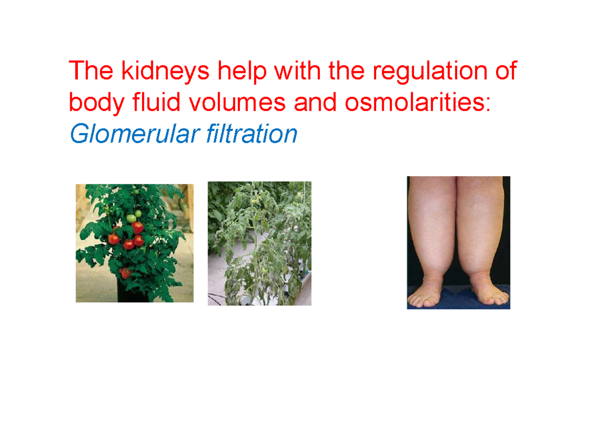 BMS2031 GFRvideoslides - The kidneys help with the regulation of body ...