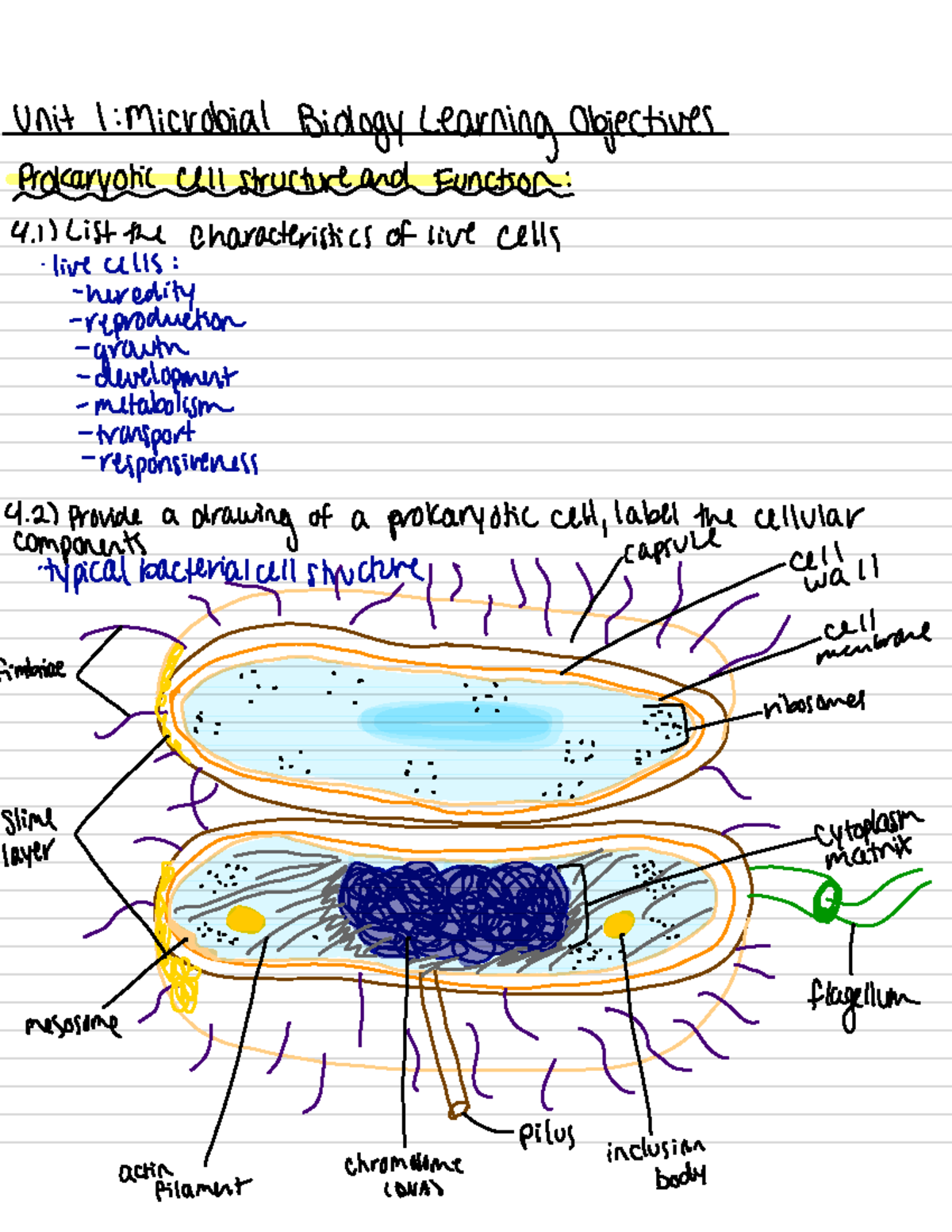 MMG 201 SS19 copy 4 - learning objectives - Unit _1:MicrobialBidogyLearningObjectiI - Studocu