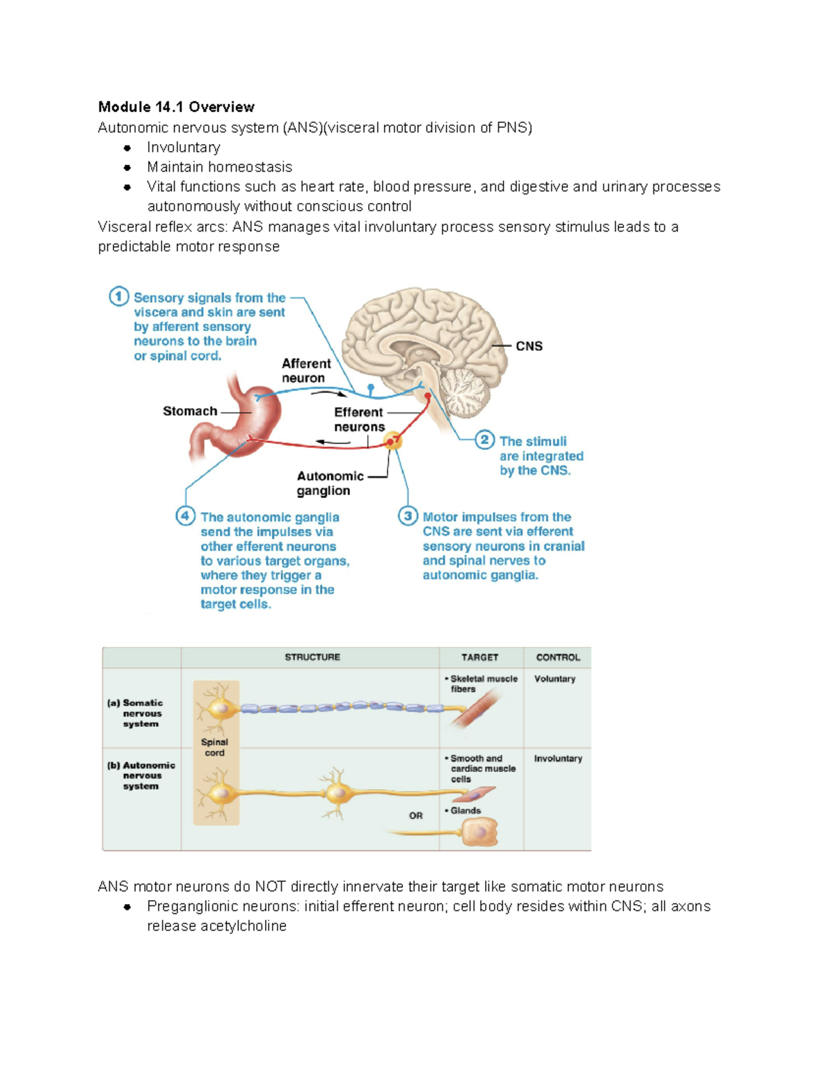Chapter 14 The Autonomic Nervous System - Module 14 Overview Autonomic ...