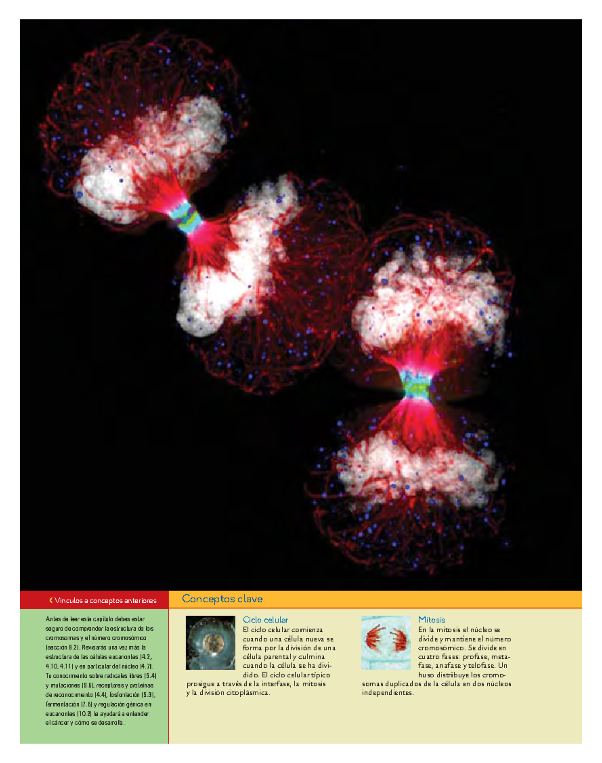 Lectura Ciclo celular- Mitois y Meiosis -Biologia-Starr Cecie - Antes ...