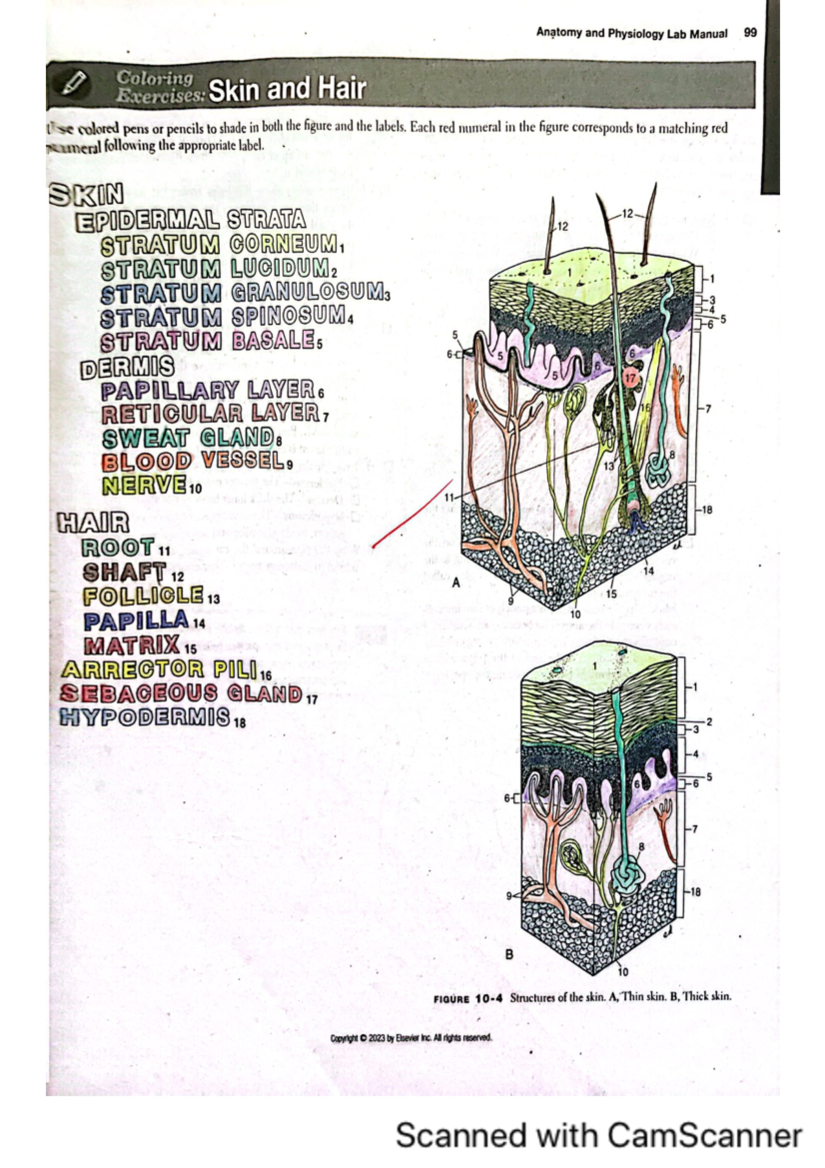 Exercise-10-color - Book Coloring Exercise Guide - human anatomy - Studocu