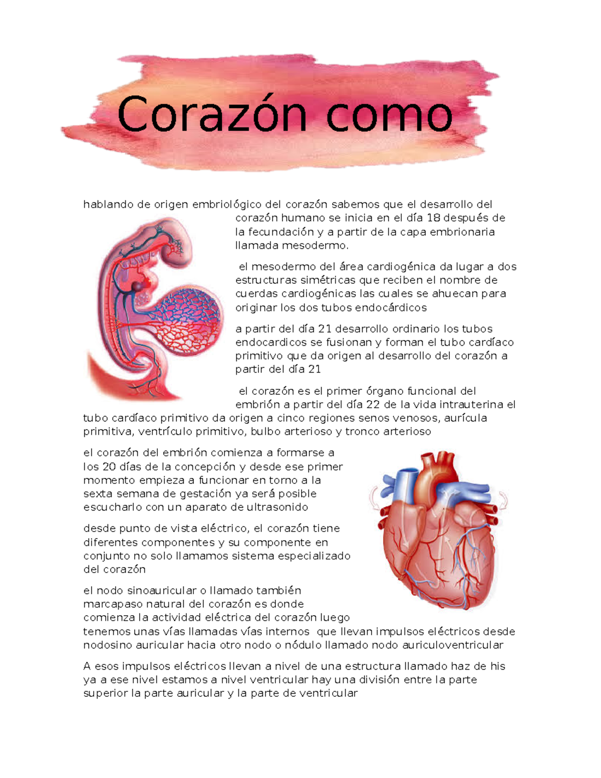 Corazon como bomba - hablando de origen embriológico del corazón ...