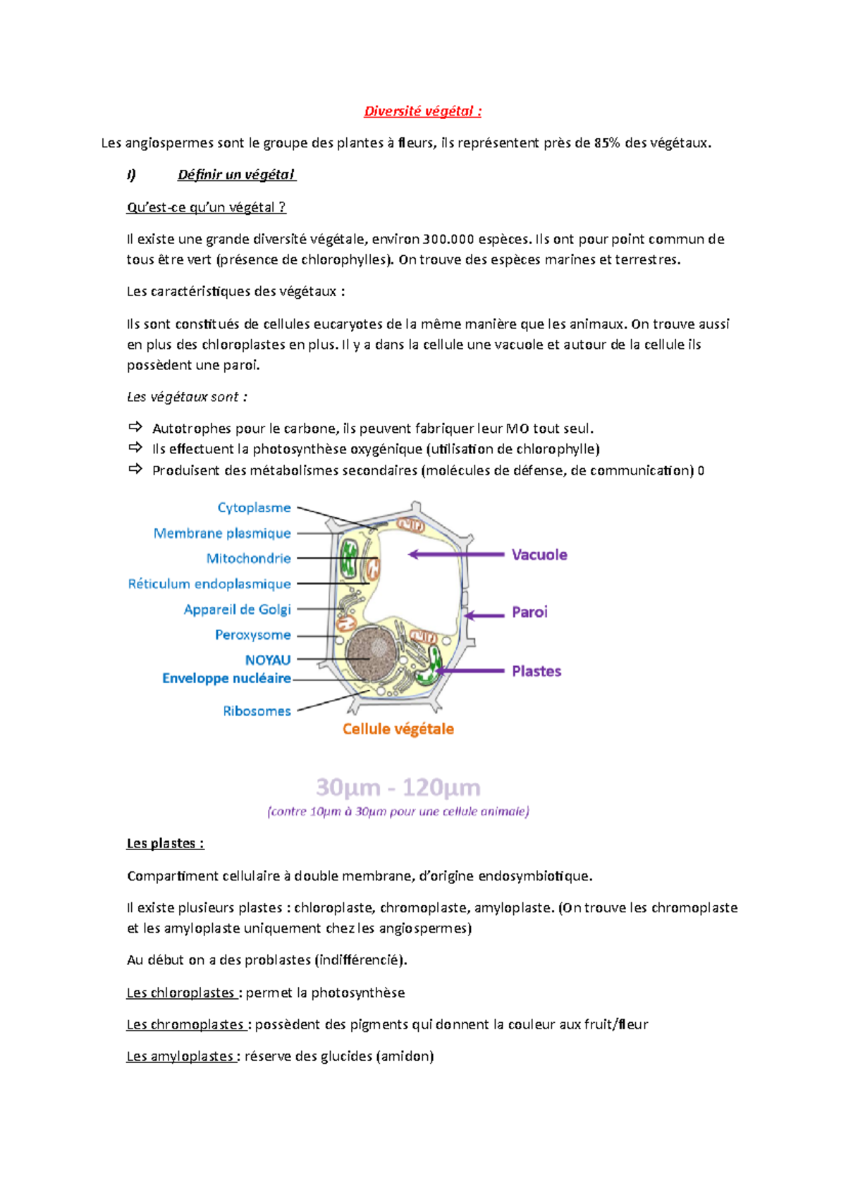 Diversité végétal - Cours d'histologie des végétaux... Tissus primaire ...