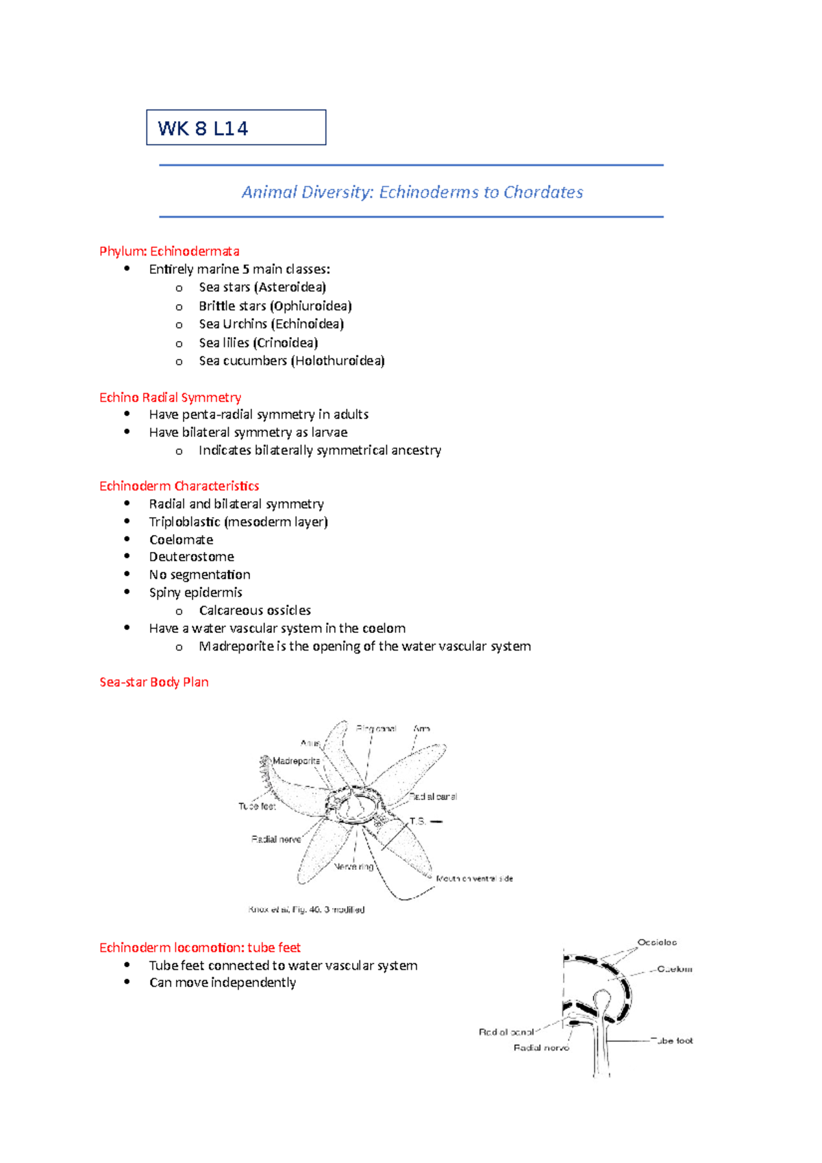 Animal Diversity - Lecture notes 14 - Animal Diversity: Echinoderms to ...