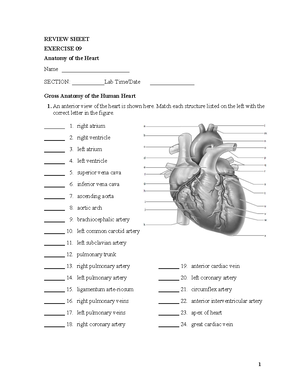 Answers Lab02 Heart Anatomy - NAME ____________________________________ 30 LAB TIME/DATE - Studocu
