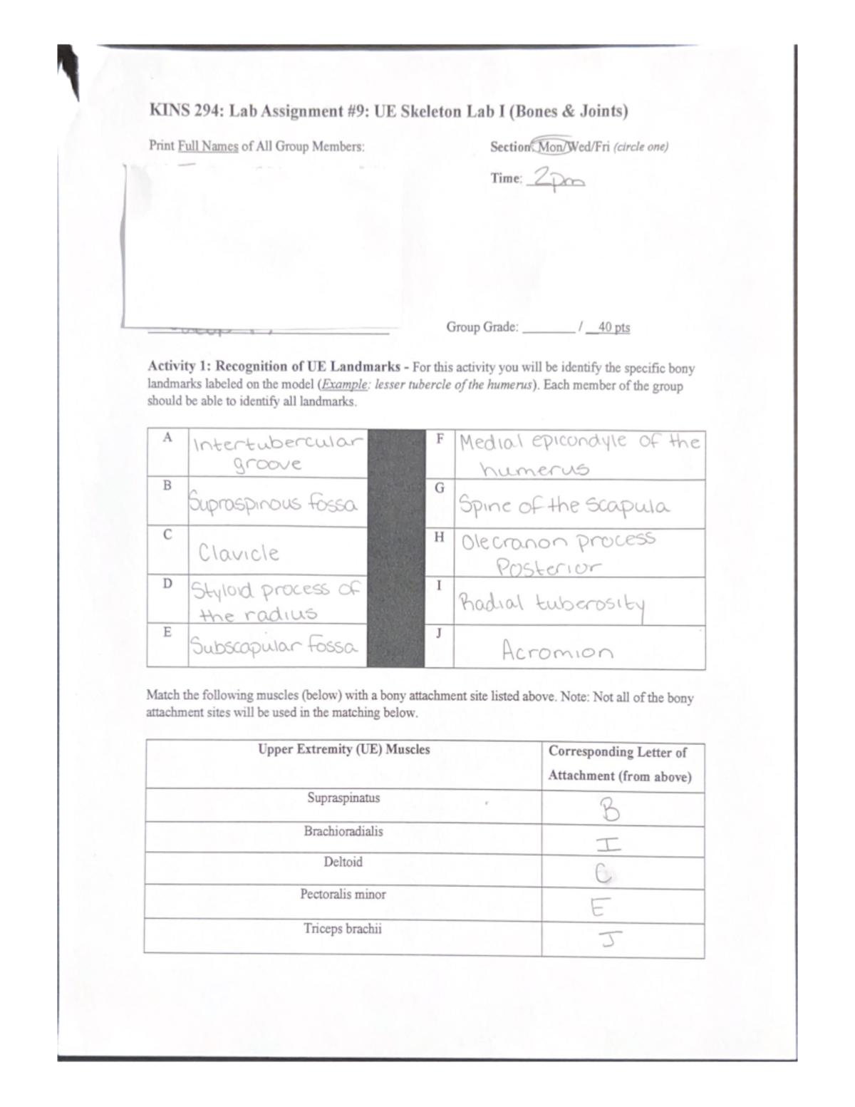 KINS 294 Lab Assignment #9 Upper Extremity Skeleton Lab I (bones and Joints) 2 - Kins 294 - Studocu