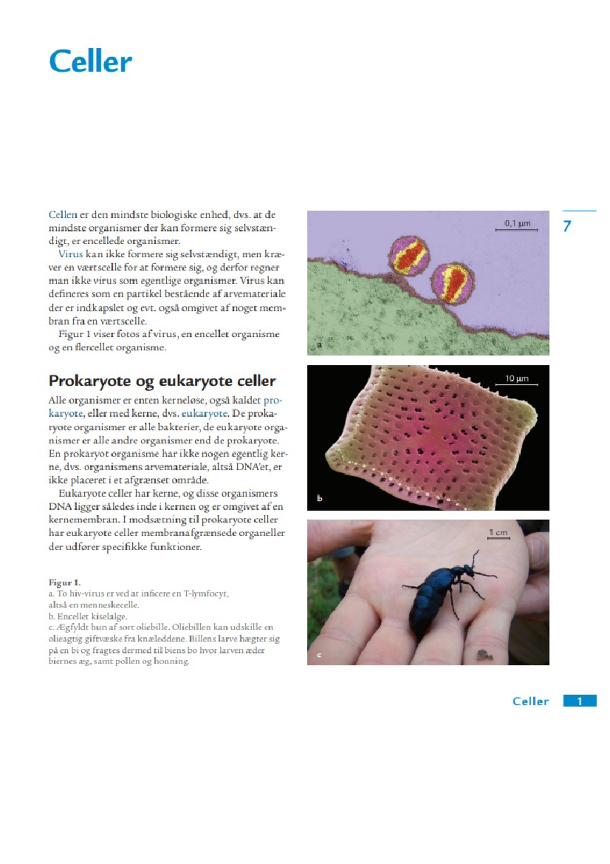 Celler overordnet - Biologi - Studocu