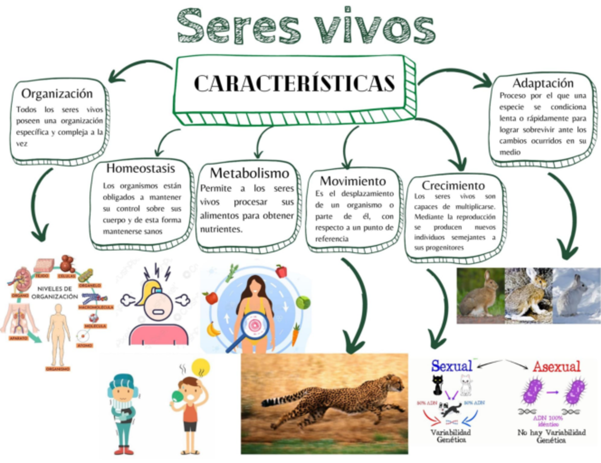 Diagrama caracteristicas de los seres vivos - Or ga ni za ci ón T orl ...