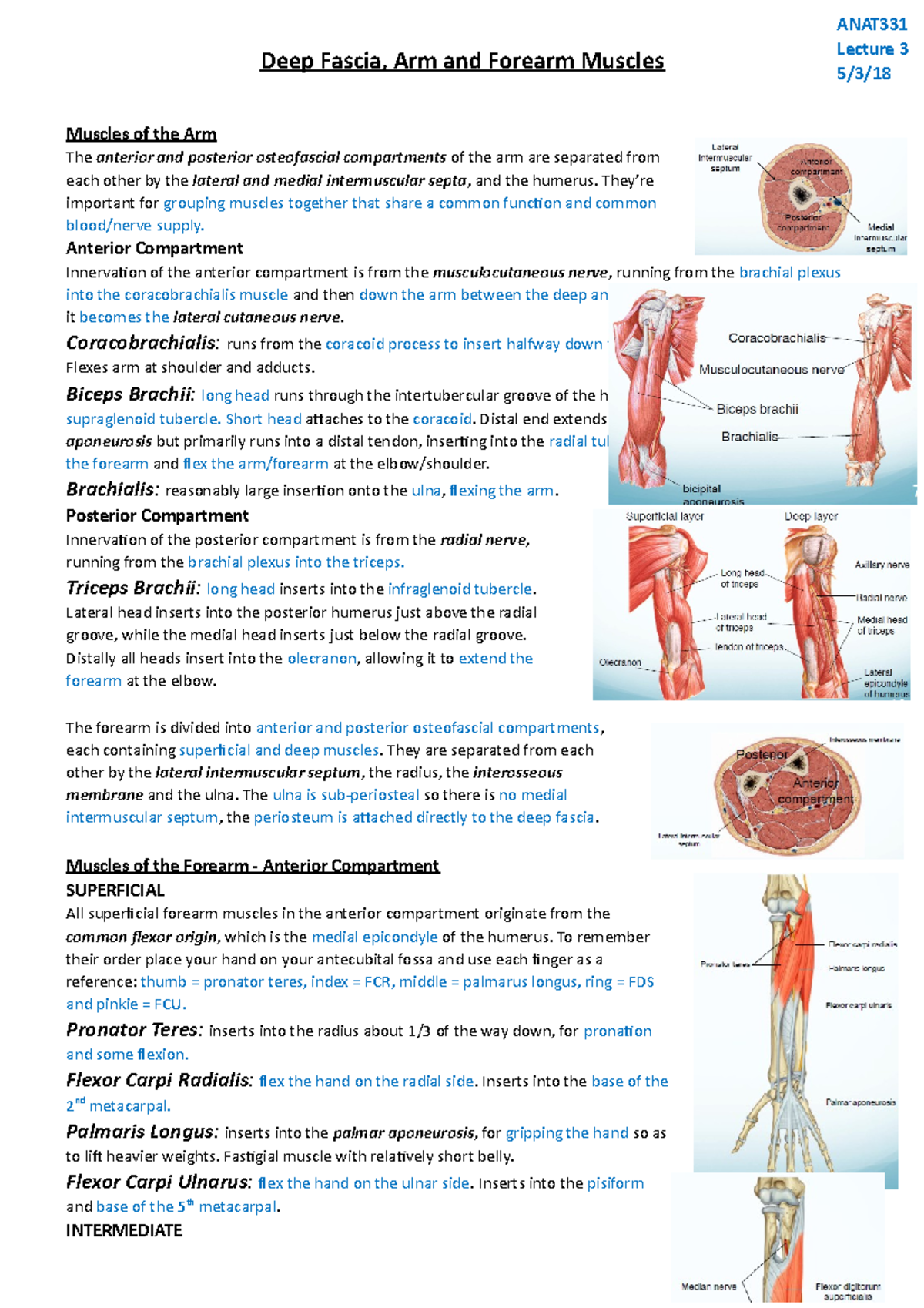 Lecture 3 - Deep Fascia, Arm and Forearm Muscles - Deep Fascia, Arm and ...