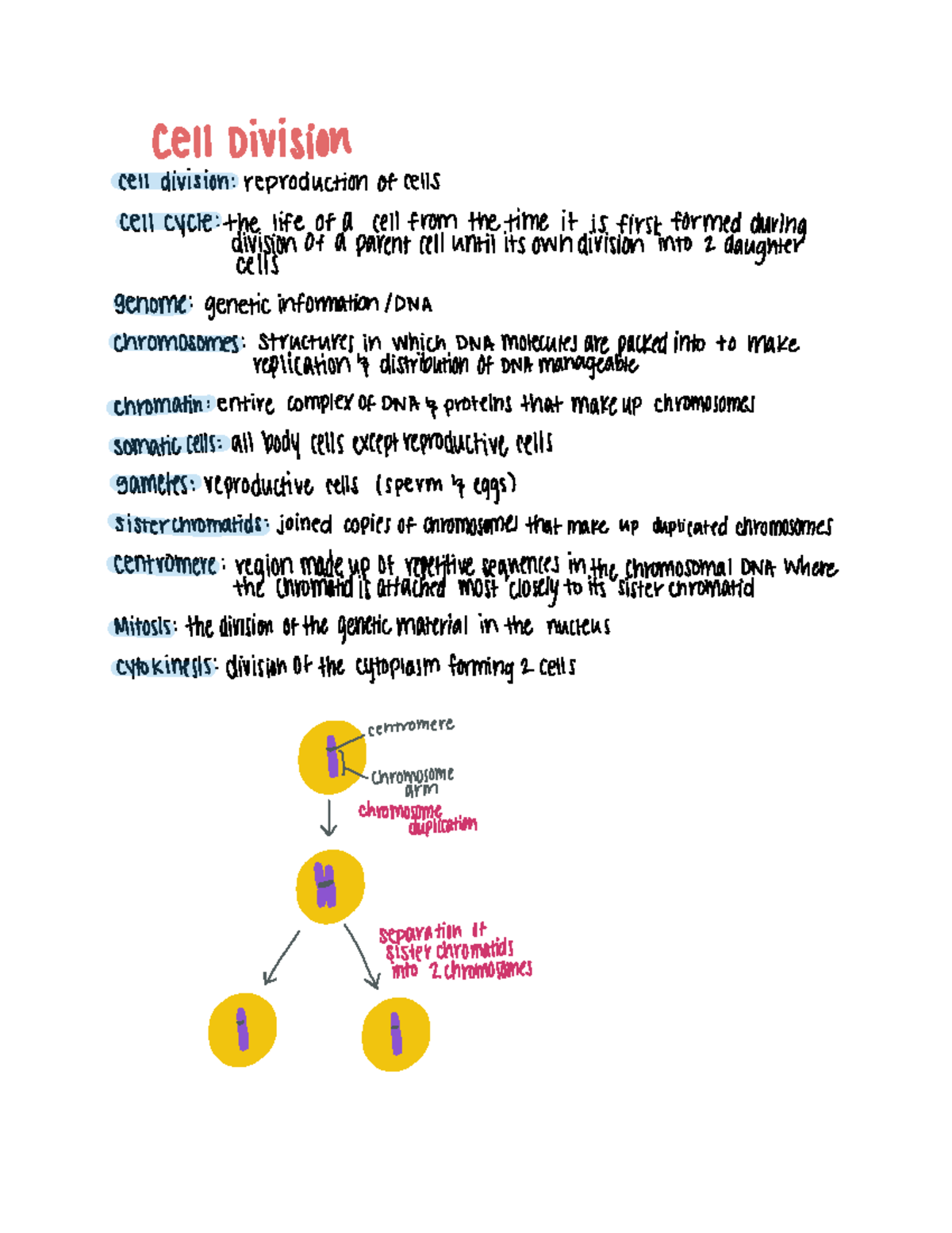 BIO 105 Chapter 12 Notes - cell Division cell division reproductionof ...