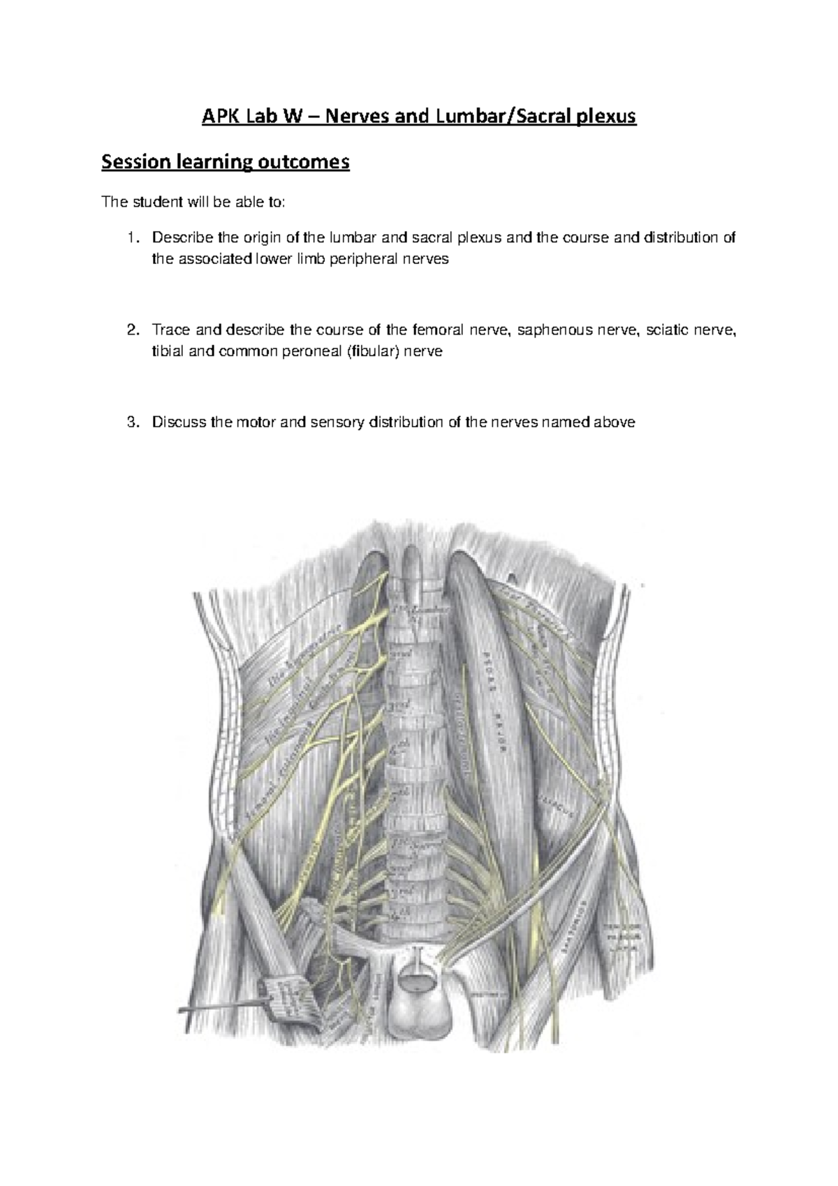 Worksheet W - n/a - APK Lab W – Nerves and Lumbar/Sacral plexus Session ...