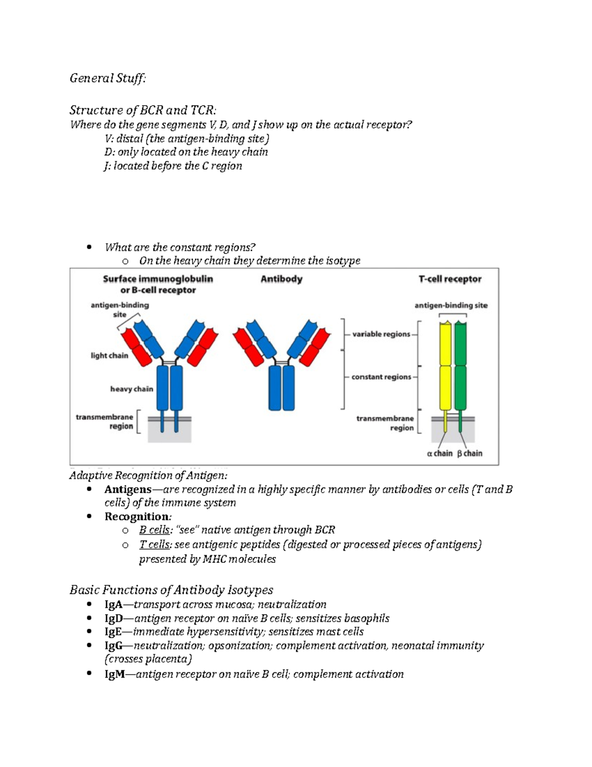 Exam 2 Review - General Stuff: Structure of BCR and TCR: Where do the ...