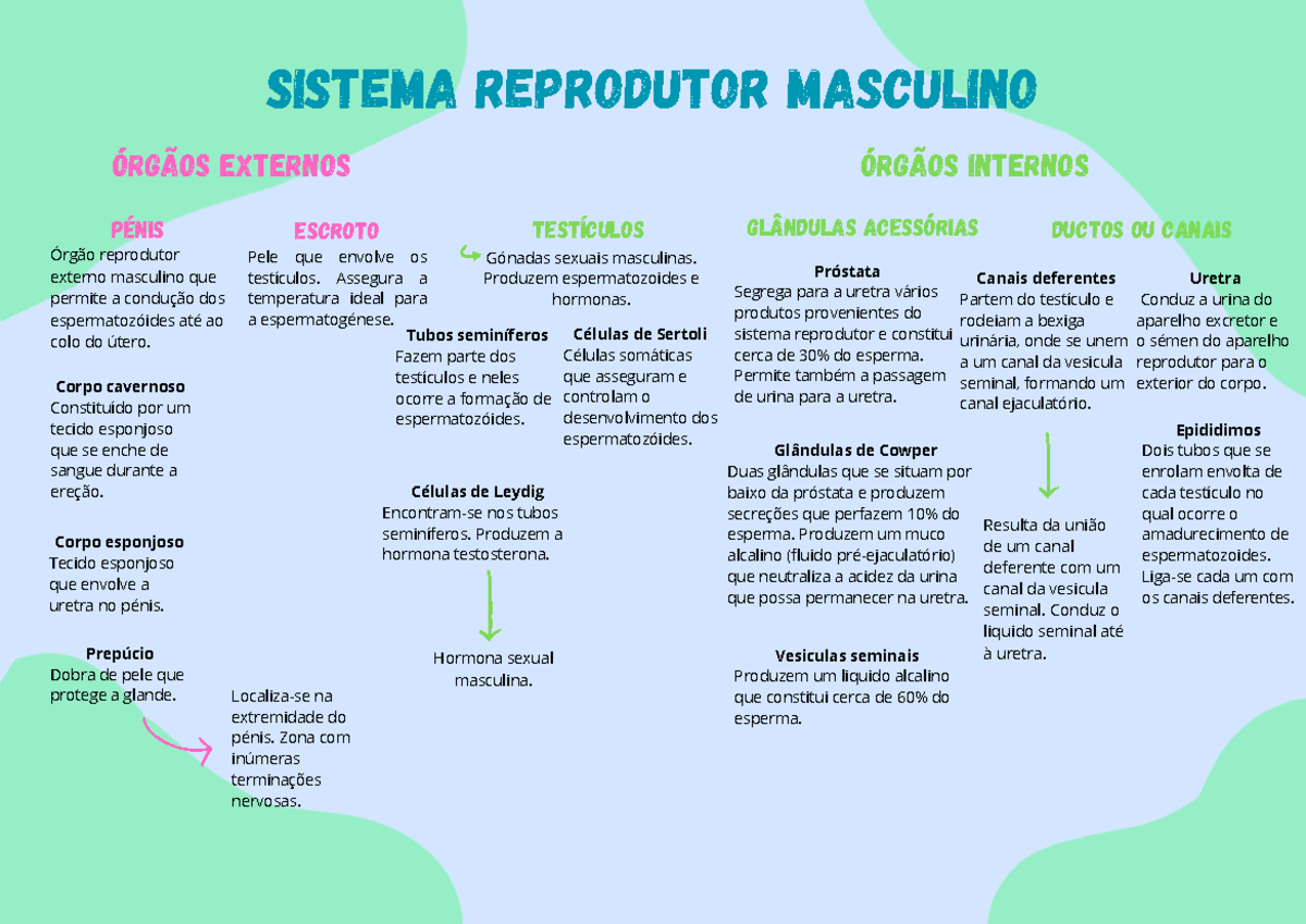 Sistema reprodutor masculino- esquema síntese - Resulta da união de um ...