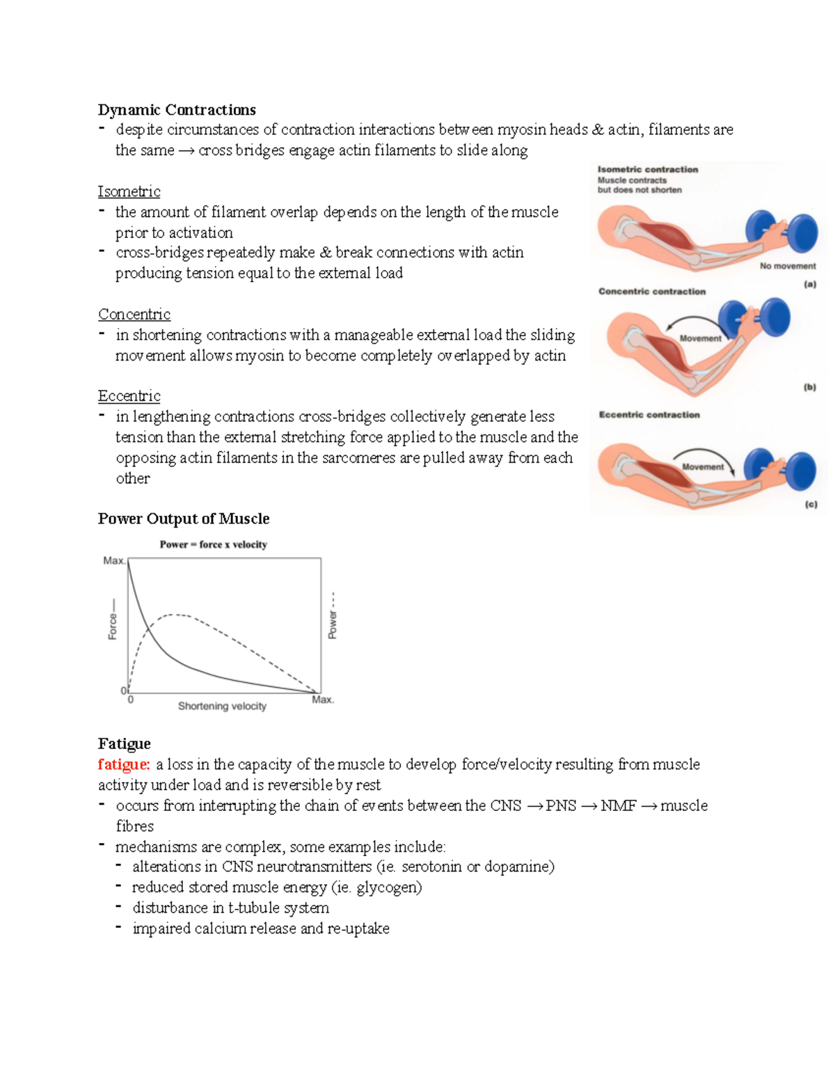KIN 2230 - Lecture 2 - notes - Dynamic Contractions - despite ...