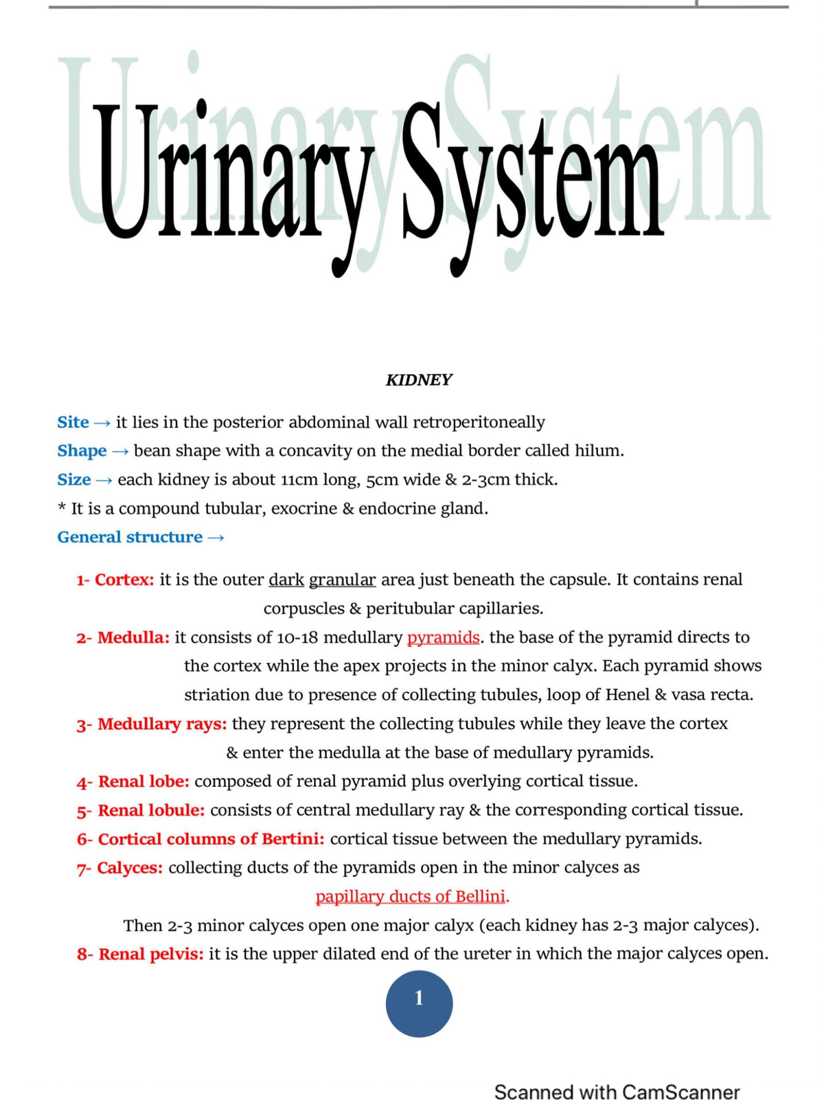 Urinary 2 - Physiology - Studocu