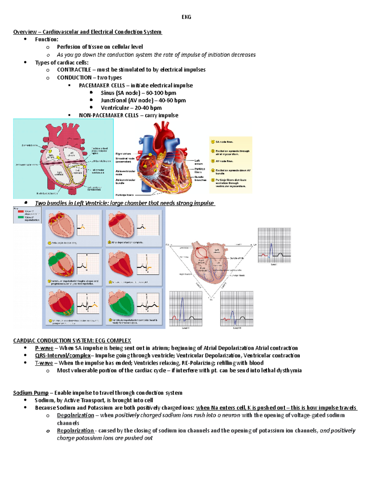 EKG - bmcc - EKG Overview – Cardiovascular and Electrical Conduction ...
