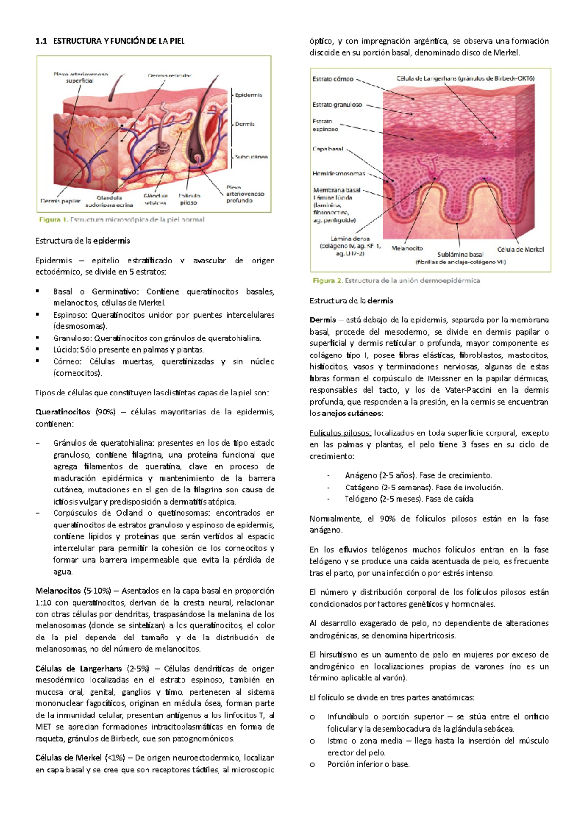Derma basic - Anatomía Piel y lesiones cutáneas elementales, etc... - 1 ...