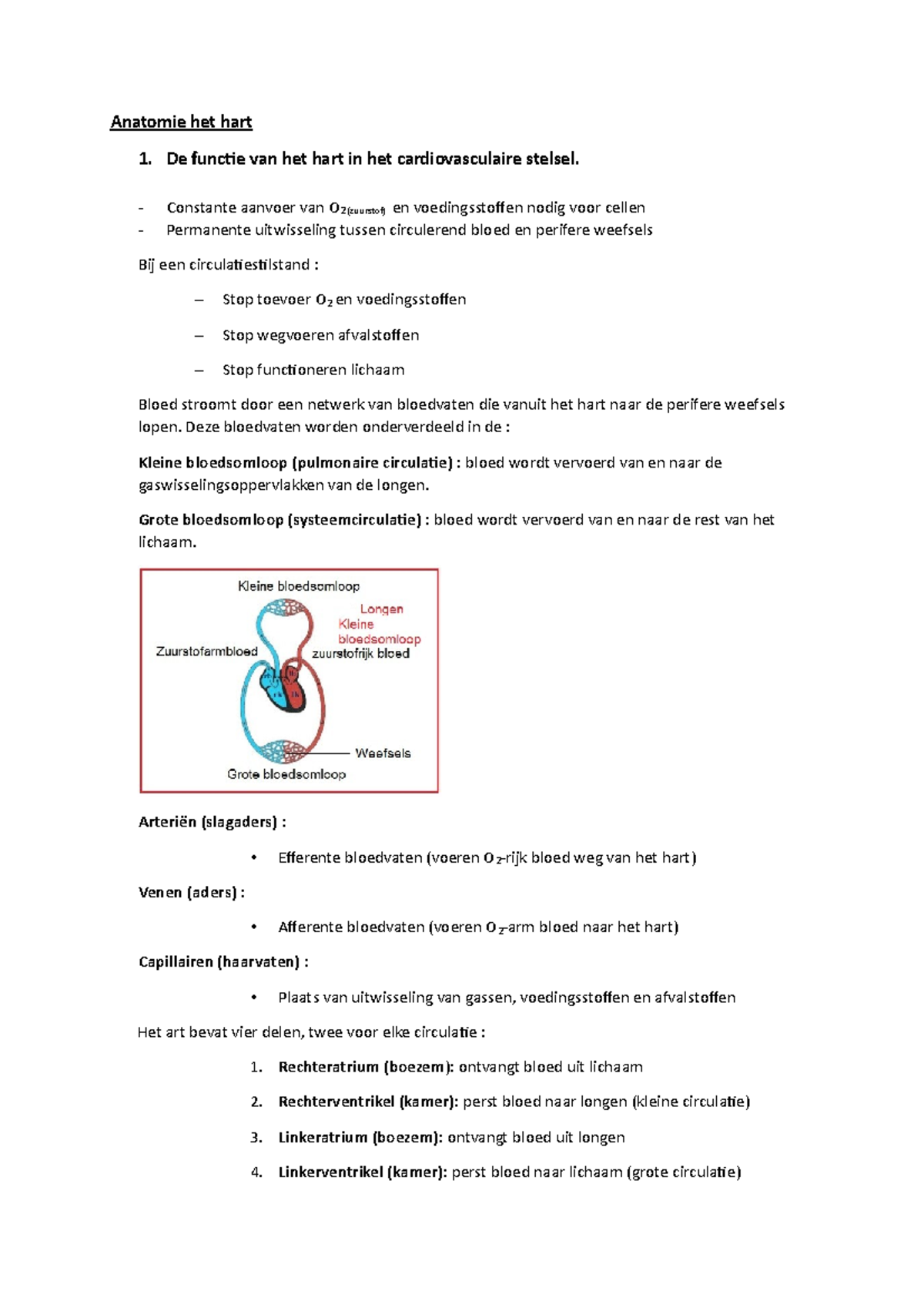 Anatomie het hart - De functie van het hart in het cardiovasculaire ...
