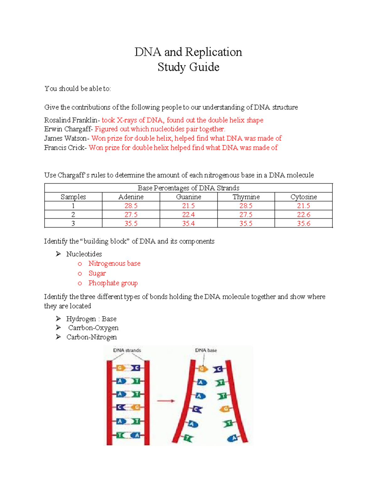 DNA Replication Study Guide - DNA and Replication Study Guide You ...