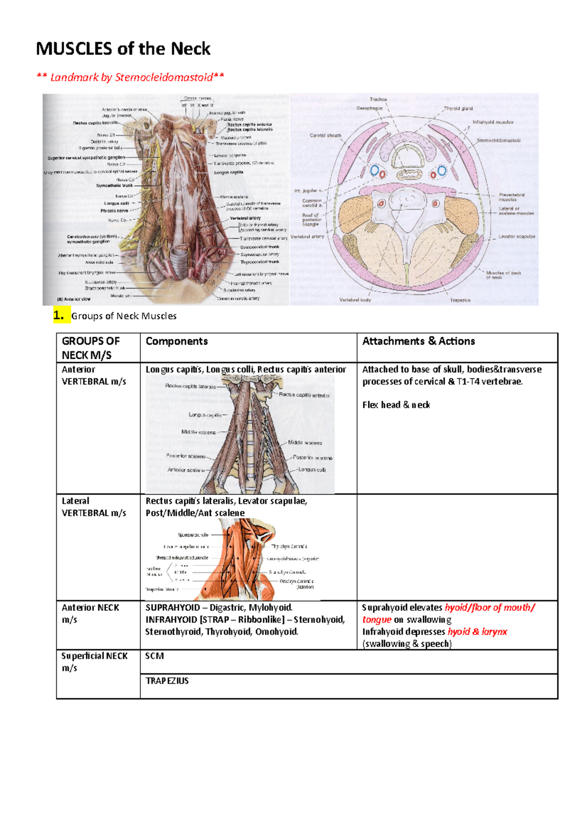 Muscles of the Neck - msk - MUSCLES of the Neck ** Landmark by ...