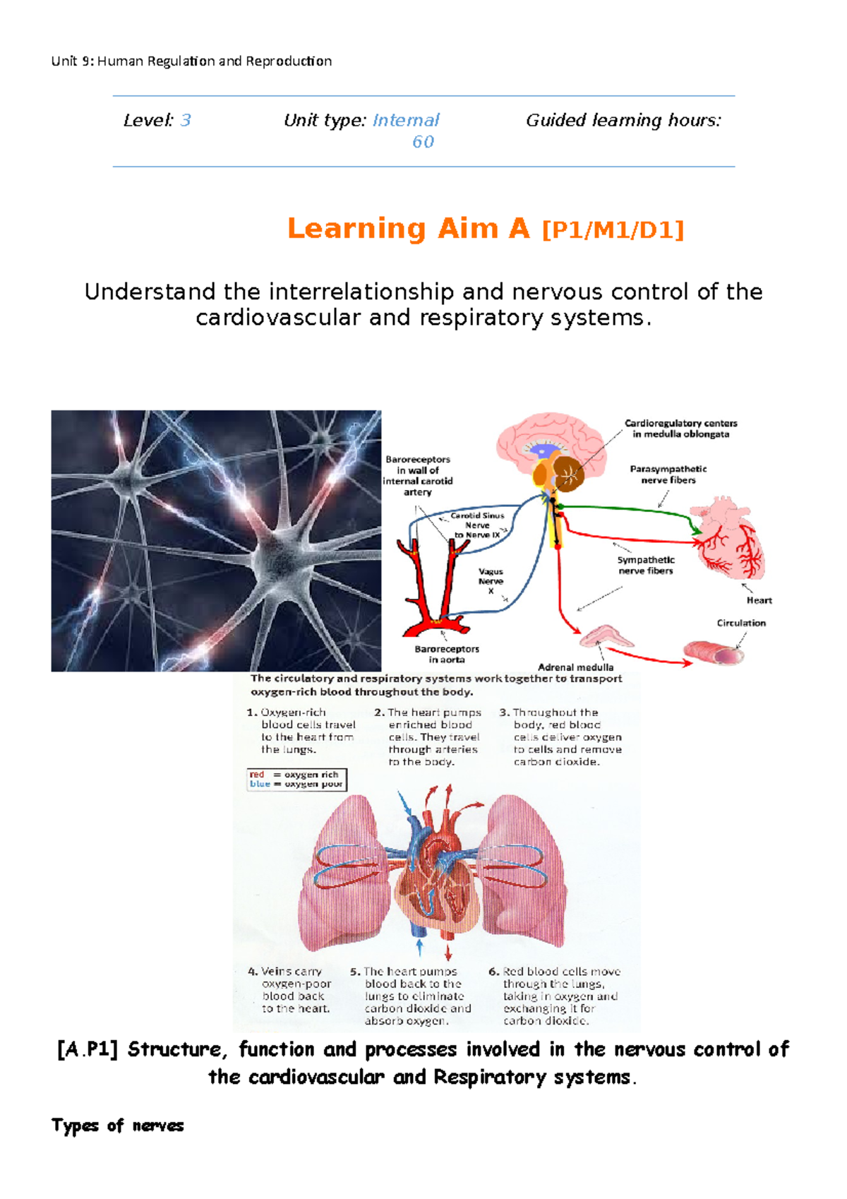 UNIT 9A Booklet Rebecca (1) (1) (1) (Auto Recovered) - Unit 9: Human ...