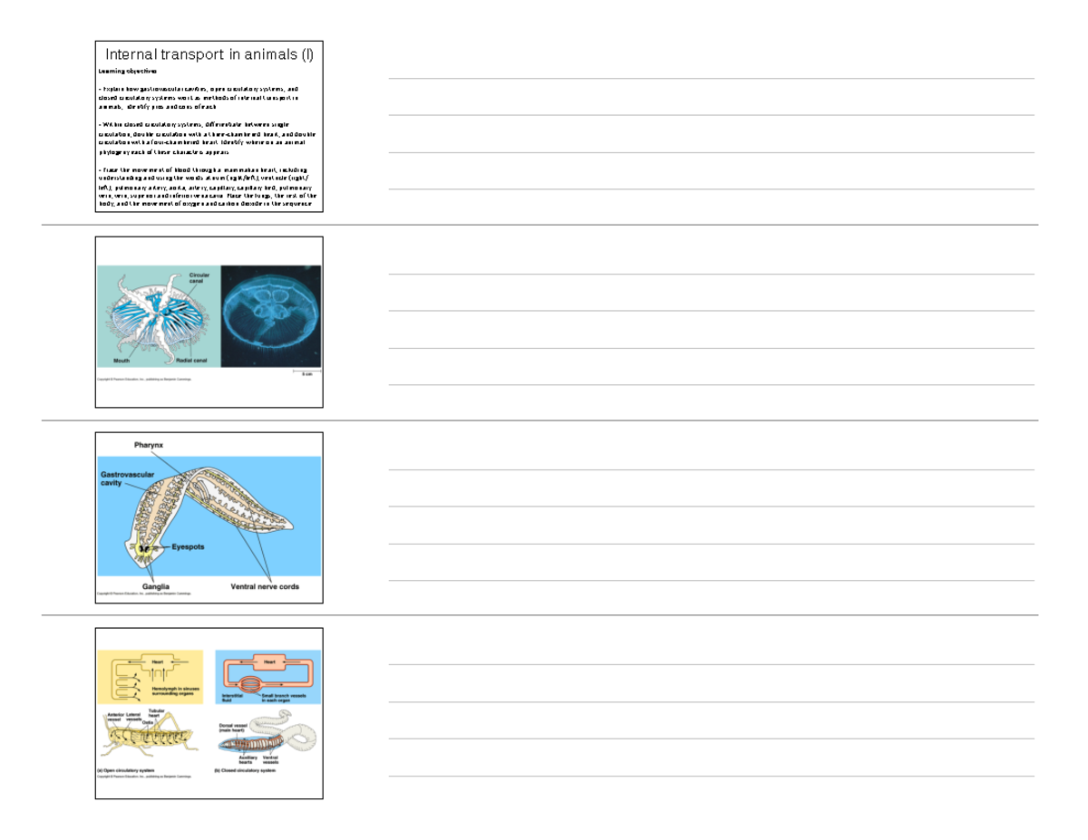 BIOL142 Slides For Notes 24Feb2020 - Internal transport in animals (I ...