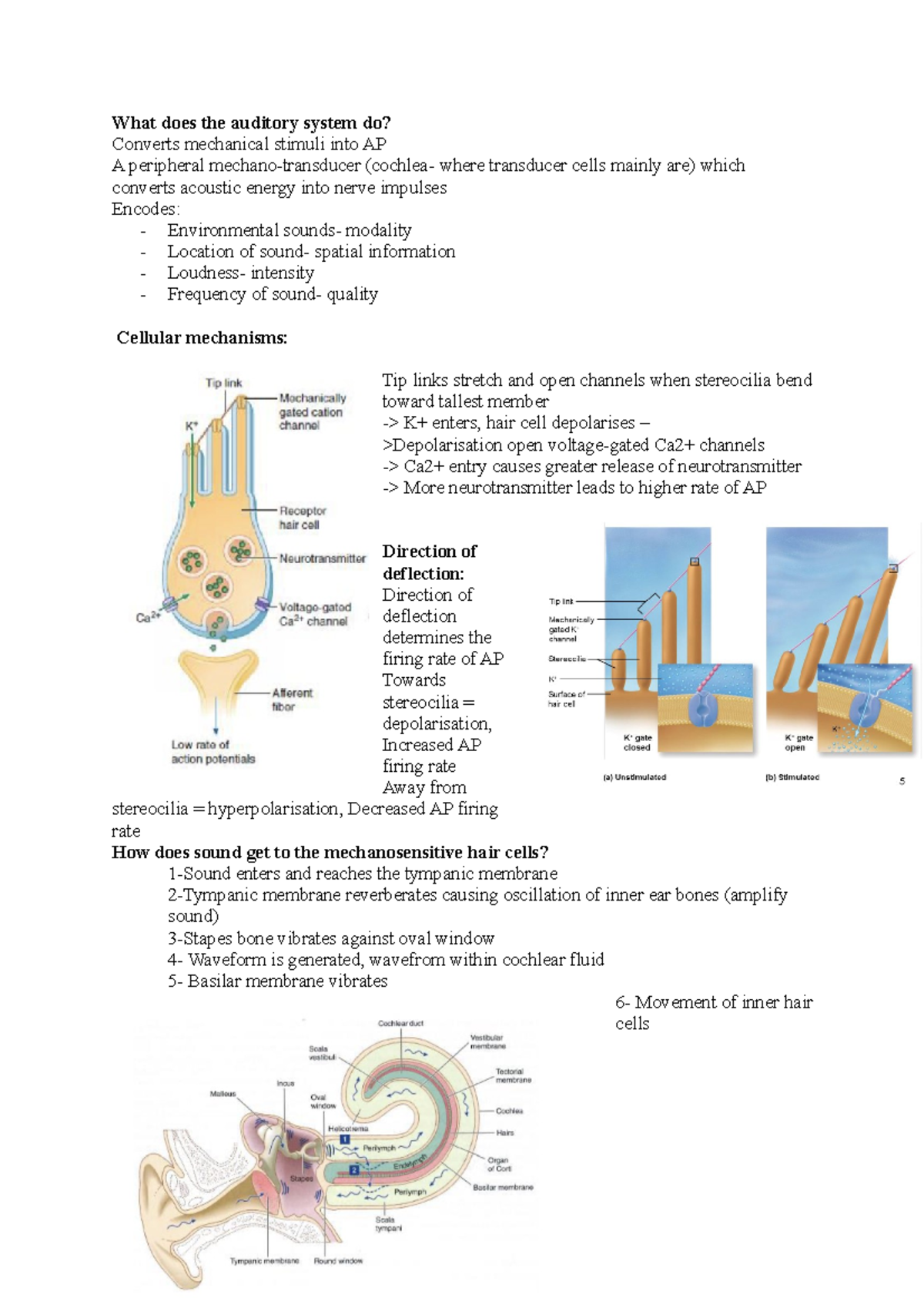 Lecture18 summary notes - What does the auditory system do? Converts ...