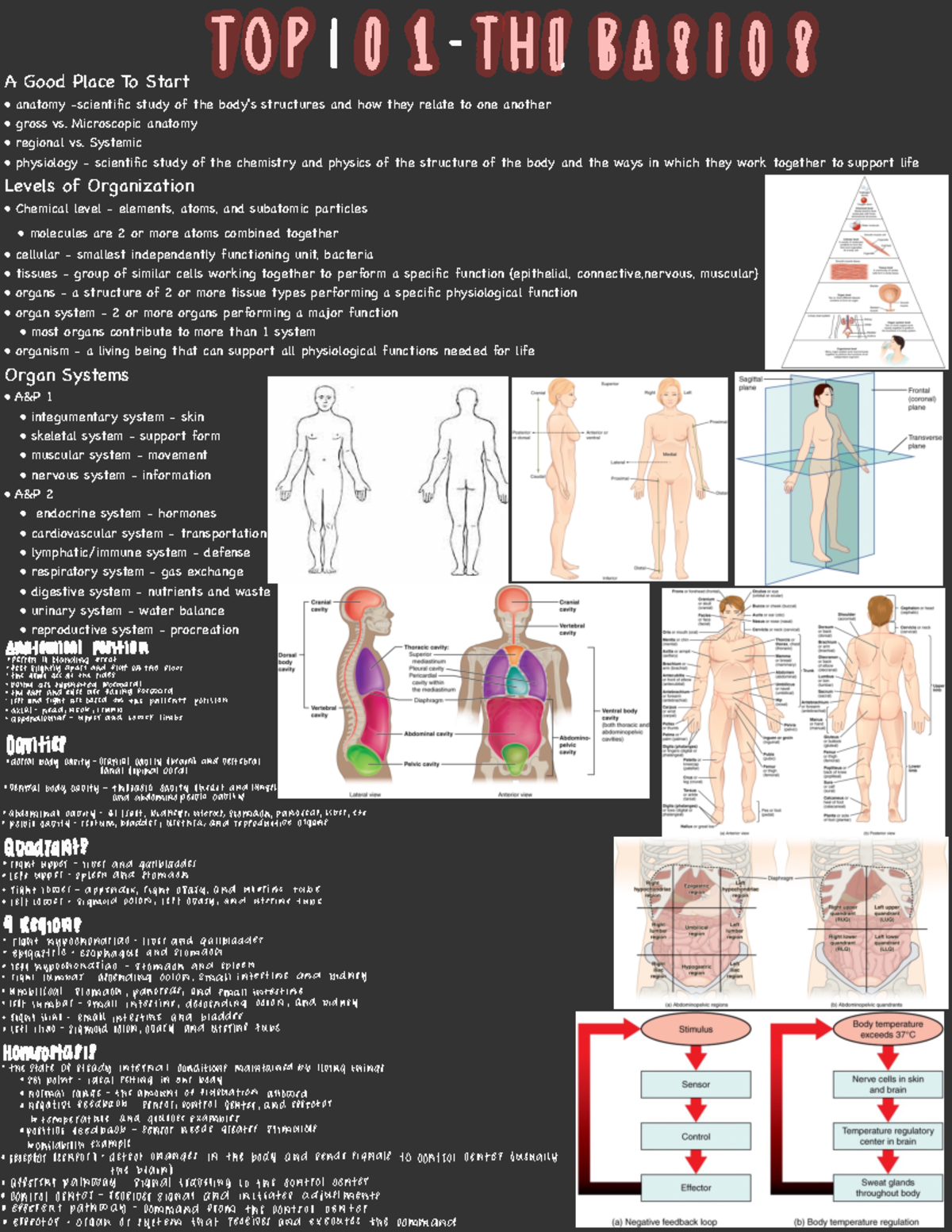 Chapter 1 notes - A Good Place To Start • anatomy -scientific study of ...