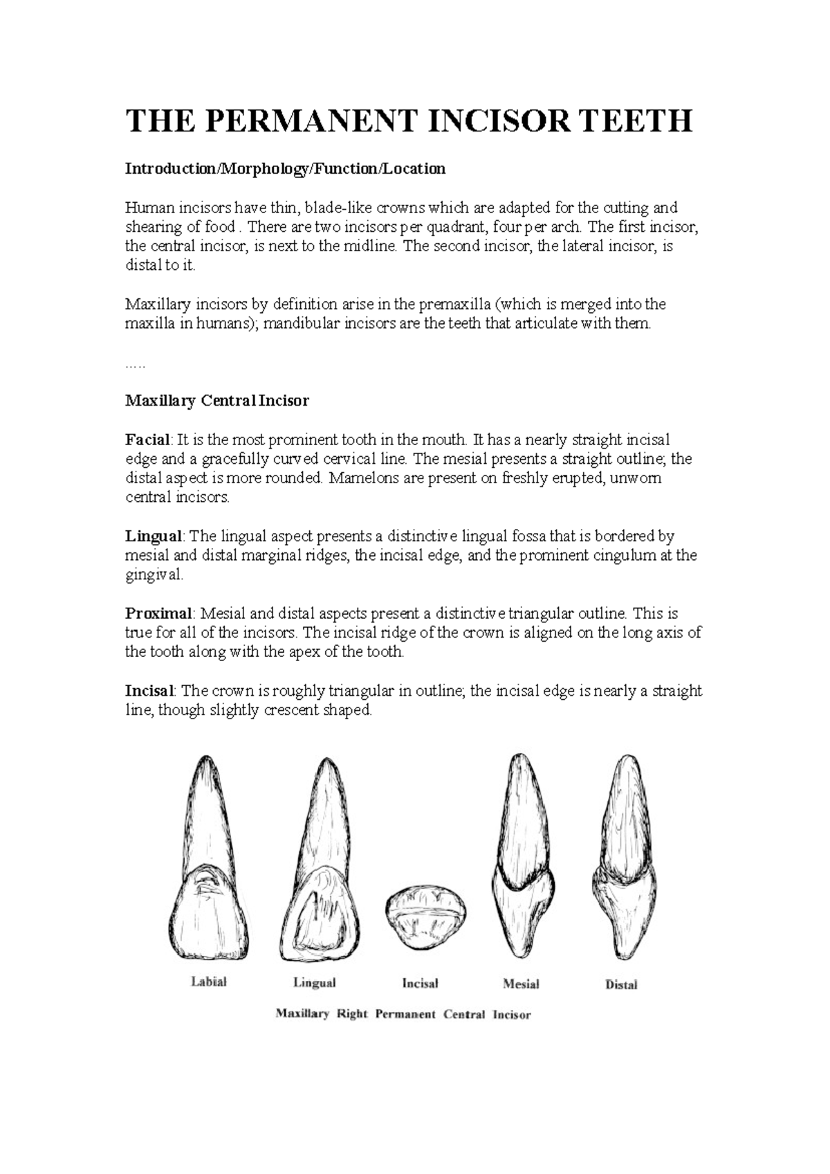 Permanent Incisor TEE - THE PERMANENT INCISOR TEETH Introduction ...