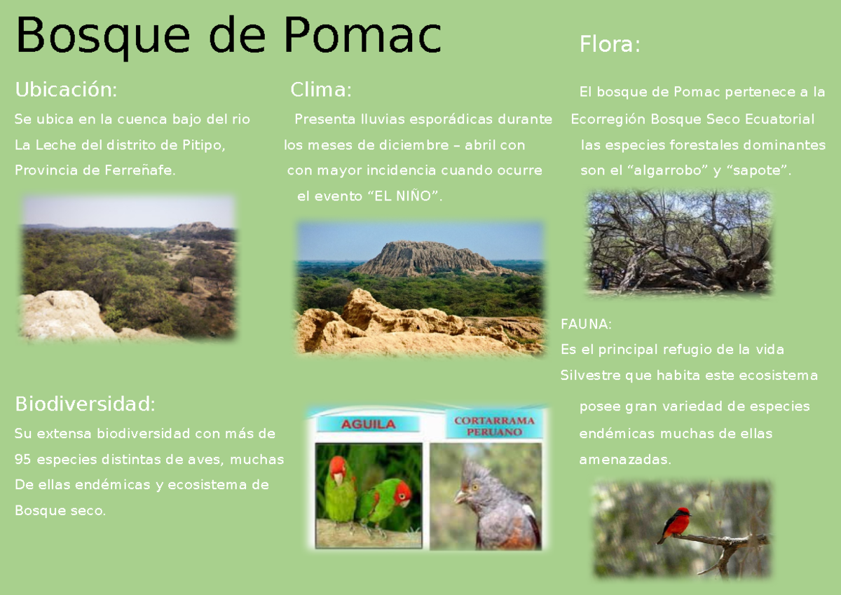 Bosque de Pomac s4 - Bosque de Pomac Flora: Ubicación: Clima: El bosque ...