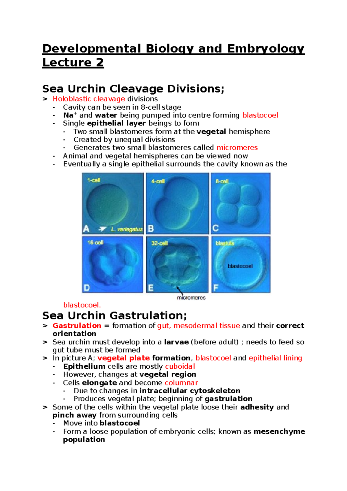 Developmental Biology and Embryology Lecture 2 - Sea Urchin ...