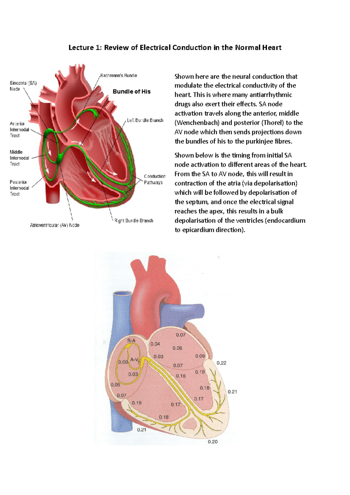 Conduction within the heart - Lecture 1: Review of Electrical ...