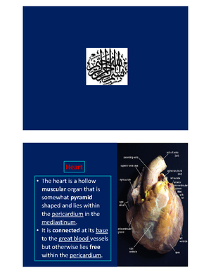 The Gluteal Region (Buttock) - It is the region - Studocu