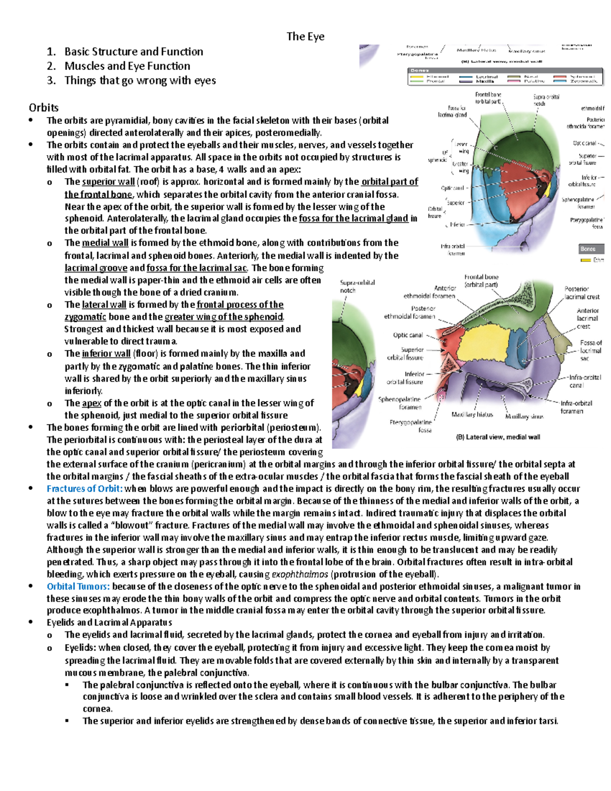 3. The Eye - Lecture notes from the textbook with emphasis on what the ...