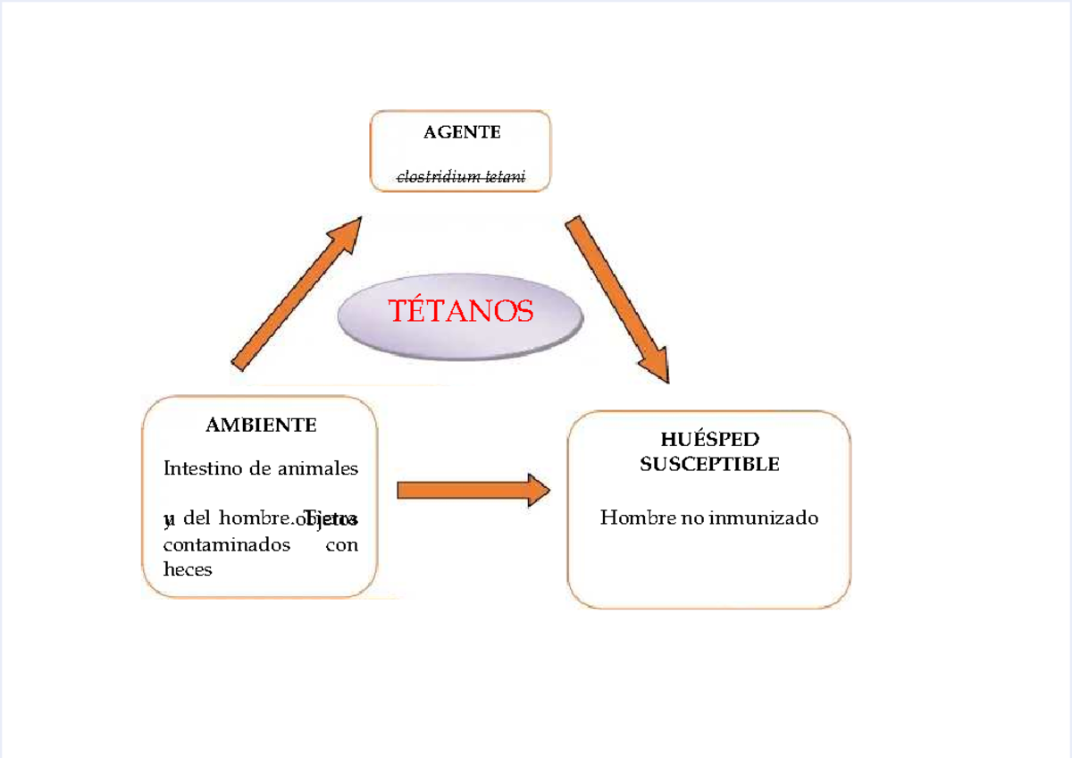 Pdf-triada-epidemiologica compress - TÉTANOSTÉTANOS clostridium tetaniclostridium tetani - Studocu