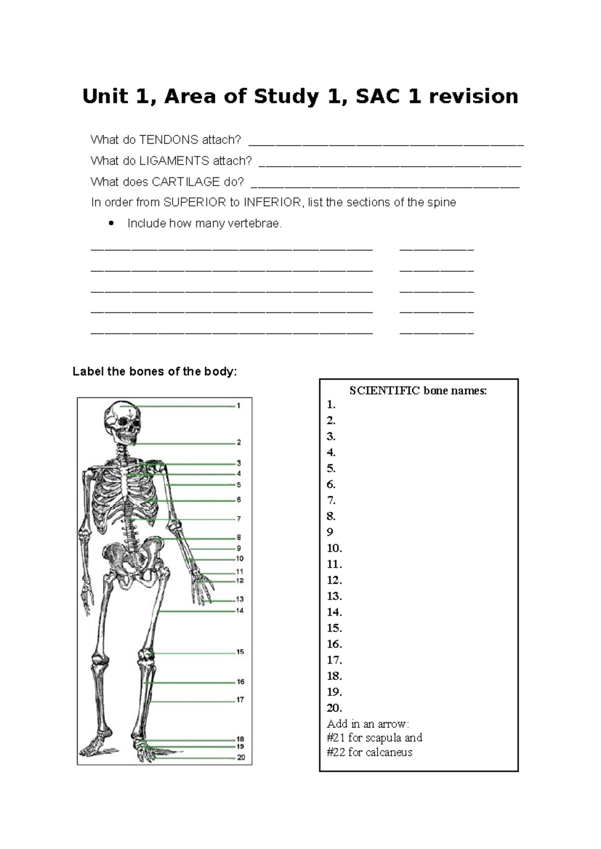 Unit 1, SAC 1 Revision - here - Unit 1, Area of Study 1, SAC 1 revision What do TENDONS attach ...