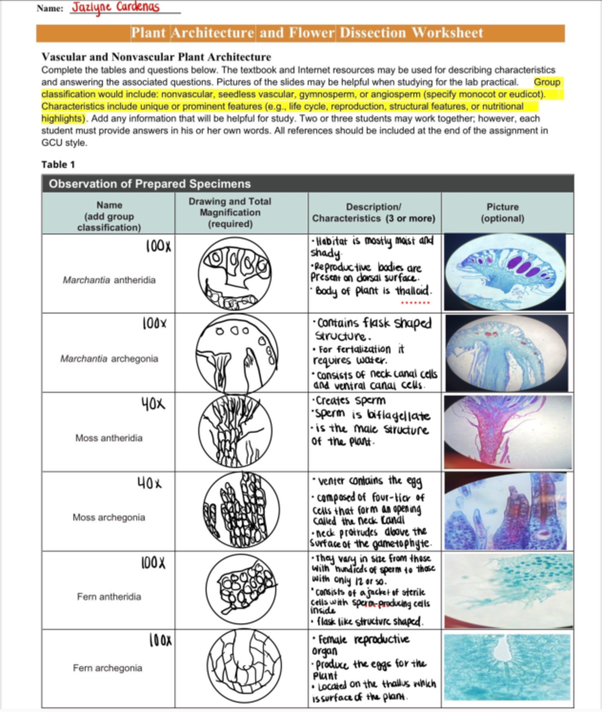 Fungi Lab Worksheet J.Cardenas real - BIO-182L - Studocu