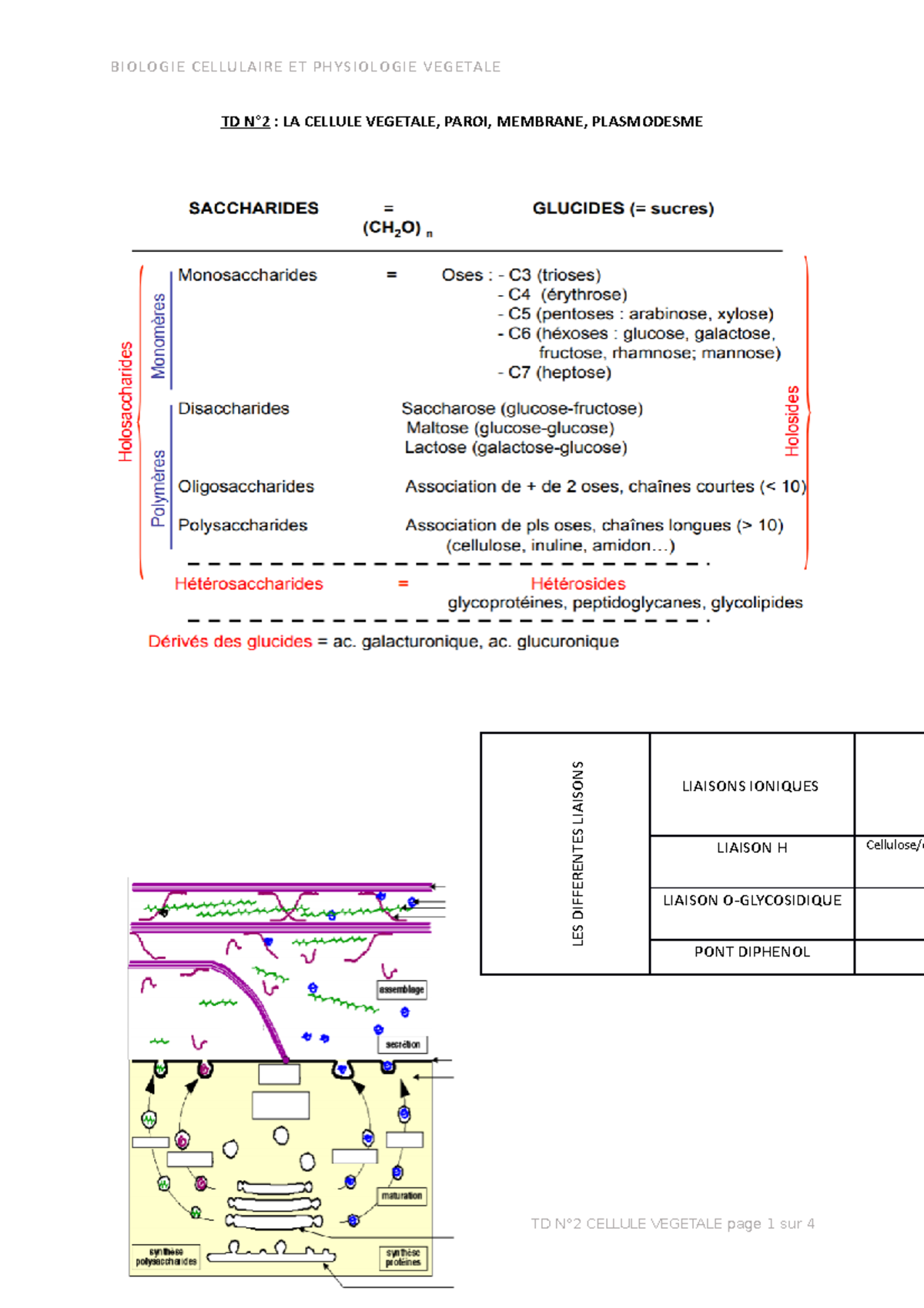 LA Cellule Vegetale - ... - TD N°2 : LA CELLULE VEGETALE, PAROI ...