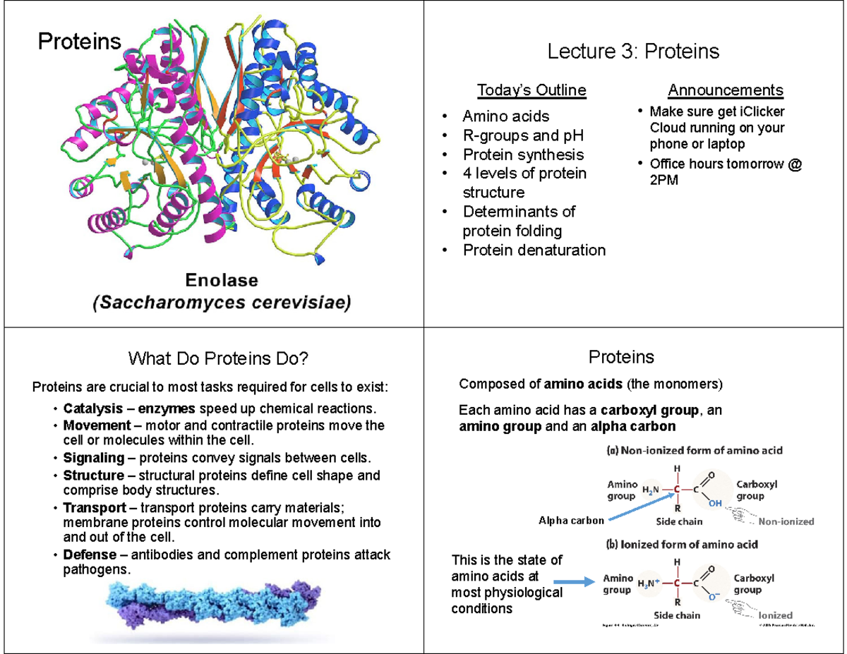 Lecture 3: Proteins - Proteins Lecture 3: Proteins Today’s Outline ...