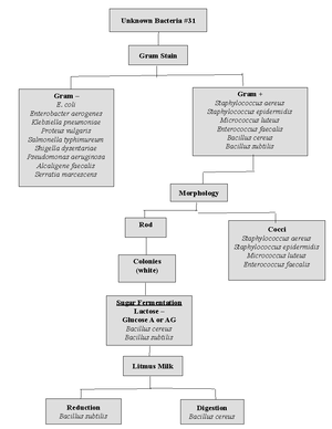 Bacteria chart - Salmonella enterica causes salmonellosis Affects the ...
