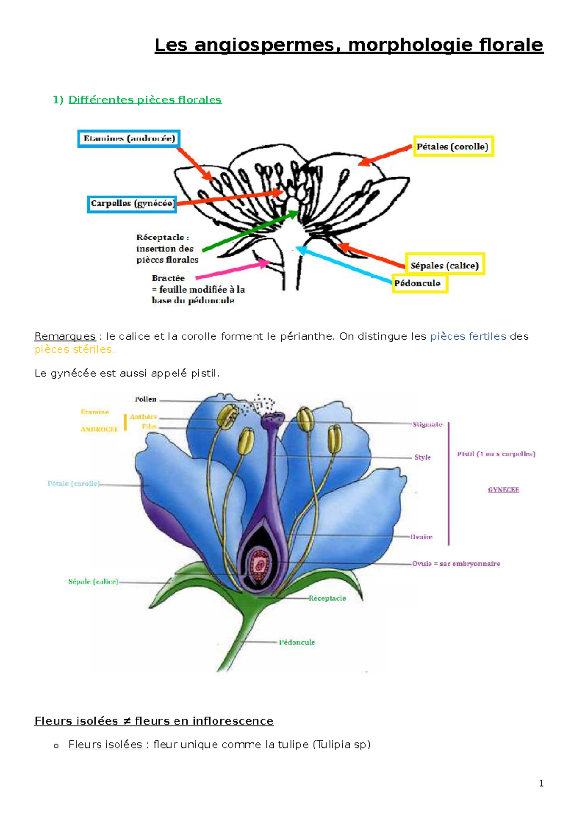 Angiospermes - Les angiospermes, morphologie florale 1)Différentes ...