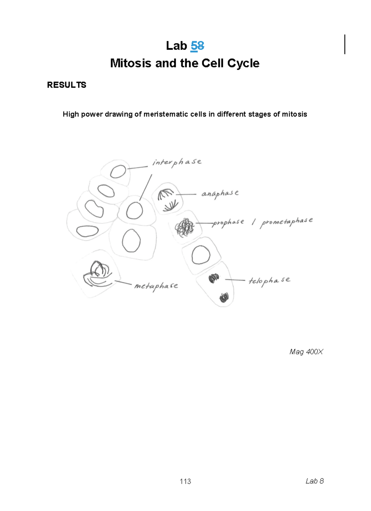 Lab 5 - Mitosis and the cell cycle - Lab 58 Mitosis and the Cell Cycle ...