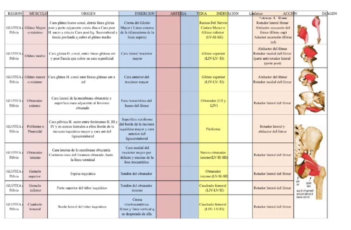 Musculos - Con este documento será más fácil estudiar los músculos ...