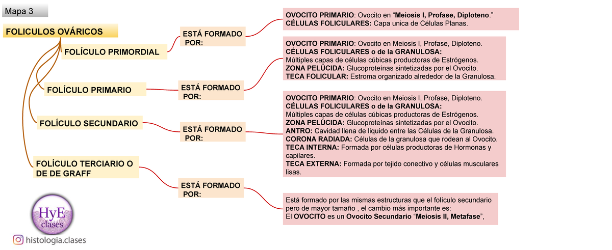 Mapa Mental 3 Folículos Ováricos - Mapa 3 FOLICULOS OVÁRICOS FOLÍCULO ...