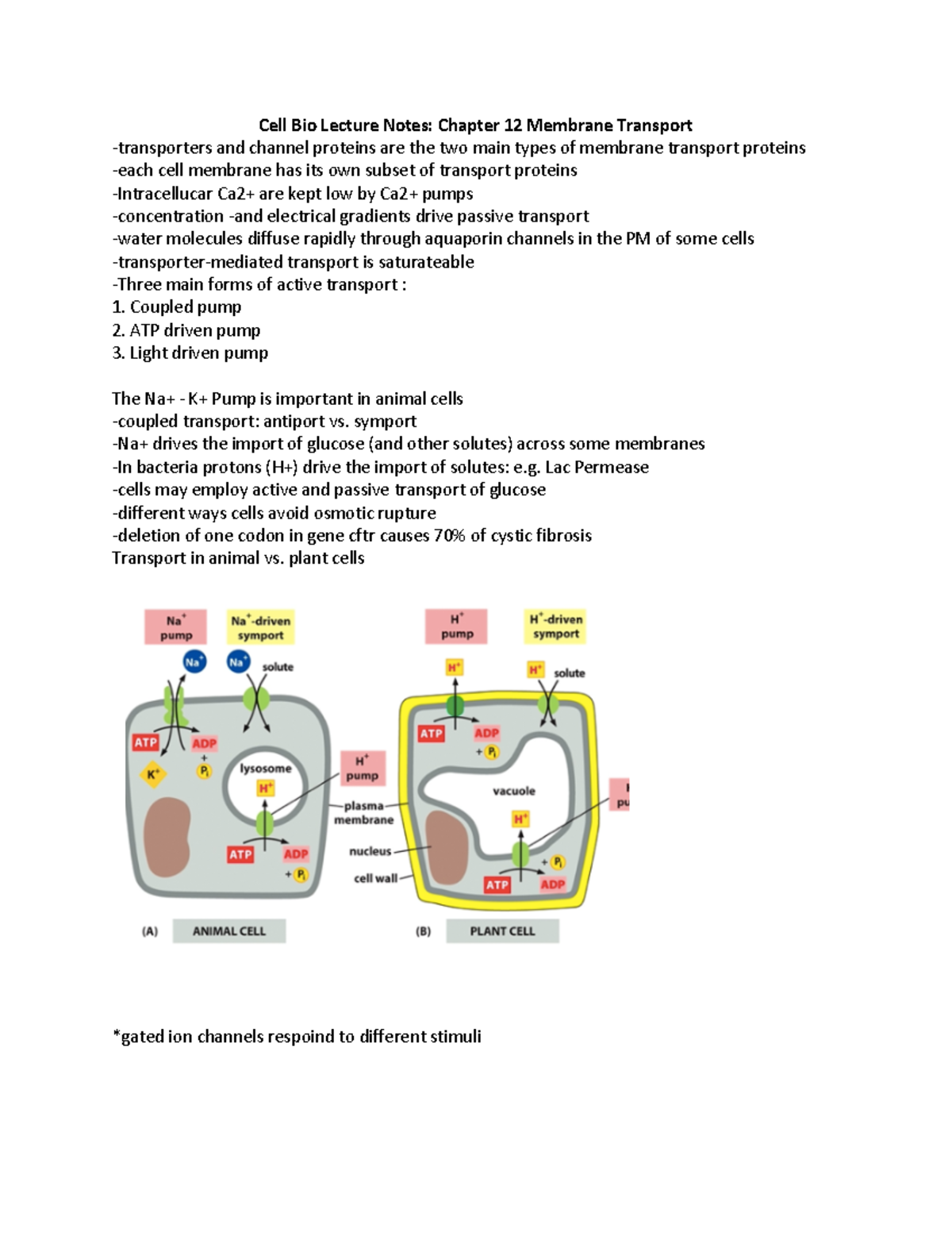 Cell Bio Lecture Notes Chapter 12 Membrane Transport - Cell Bio Lecture ...