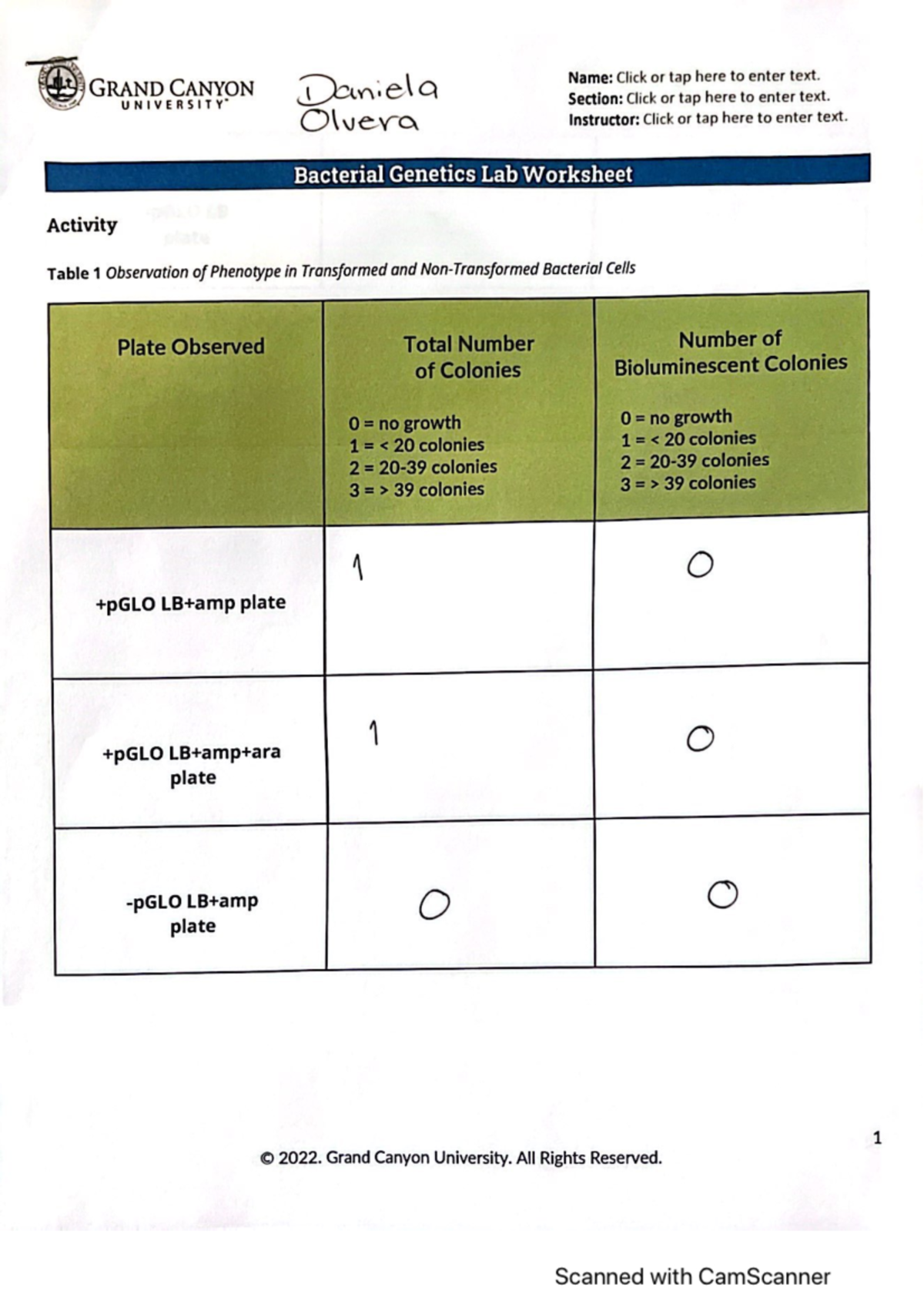 Bacterial Genetics Lab - BIO-205L - Studocu
